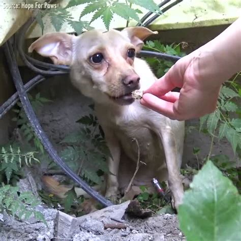 [video] mehmet taşkın posted on linkedin
