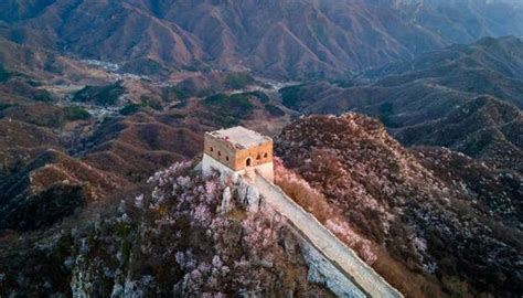 北京箭扣长城春花绽放 迎春来