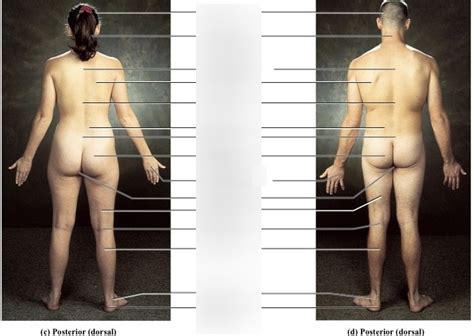 Lecture 1 Exam Diagram Quizlet Lecture 1 Exam Diagram Quizlet