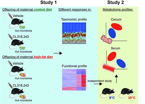 Ijms Free Full Text Gut Microbiome And Metabolome Modulation By Maternal High Fat Diet And