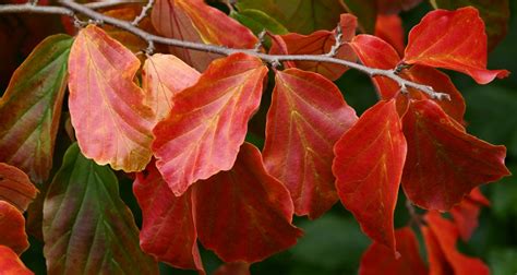Parrotia Persica Persian Ironwood