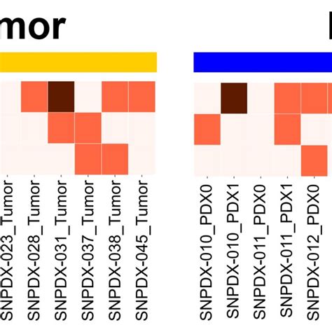 Mutation Profile Of Previously Identified Genes Related To Brain Tumor