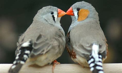 How Do Birds Mate Everything Explained Your Pet Planet