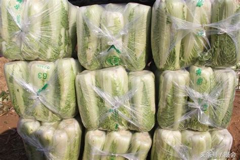 農民種的大白菜一斤才賣九分錢還得掰的很乾淨 每日頭條