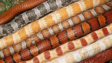 Corn Snake Red Rat Snake Nice Colors Not Dangerous Animal