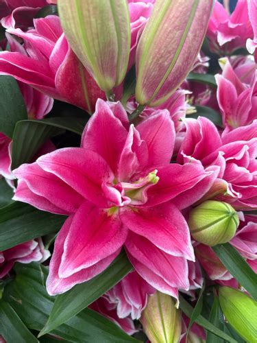 Buy Roselilies Roselily Manouska Lily Bulbs Gold Medal Winning Harts Nursery