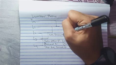 The Easiest Way To Draw Lumbar Plexus Youtube