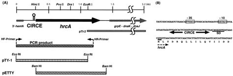 A Schematic Representation And Physical Map Of Thehrca Dnak Operon