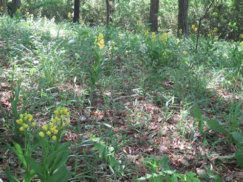 浅間山公園キンラン ササバギンラン 咲き始めました ブナの林が好き