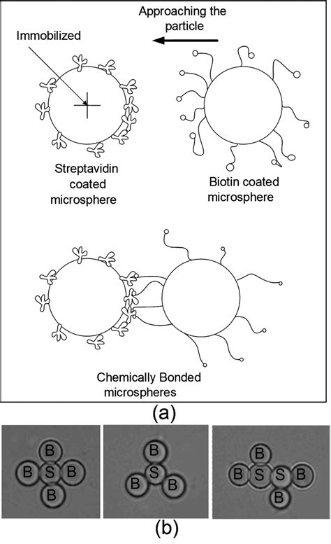 A Assembly Of Microspheres Using Biotin Streptavidin Binding If A