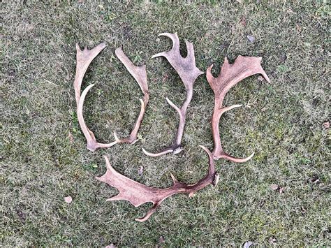 1 Kg Whole Super Fresh Natural Fallow Deer Antlers Elements Of Art