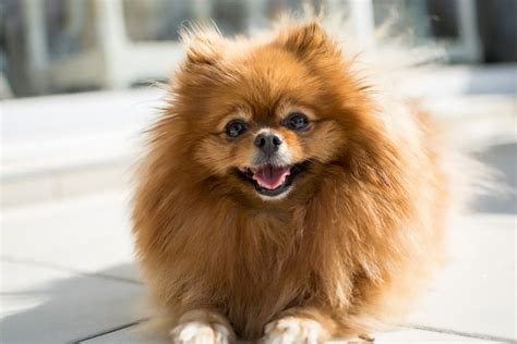 5 Dog Breeds That Stay Small Forever House Calls Solano