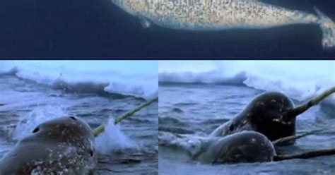 일각고래 포착외뿔이 달린 이유는