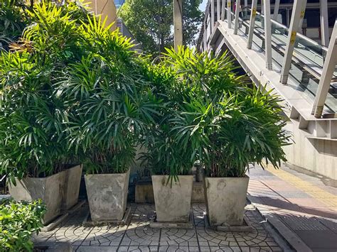 9 Small Types Of Palm Trees With Growing Info Plantglossary