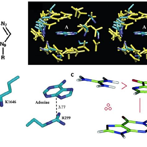 The Interaction Forces Contribute To The Aptamer Protein Complex