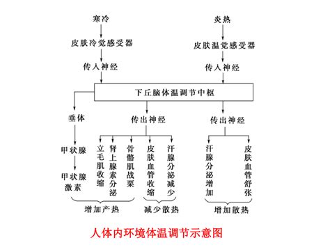 2024届高三生物一轮复习课件人体的体温调节和水盐调节 共16张PPT 21世纪教育网 二一教育