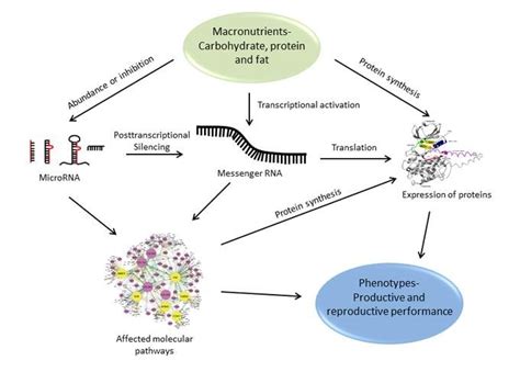 Diagram Showing Complex Interaction Between Nutrients And Genes The