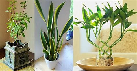 7 домашних растений которые принесут позитивную энергетику в твой дом