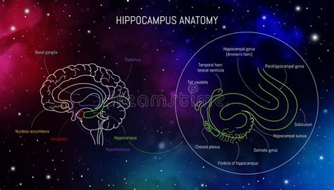 Hippocampus Anatomy And Structure Neuroscience Infographic On Space