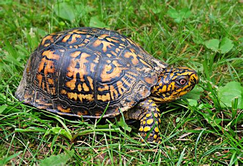 Box Turtle Eggs Hatching