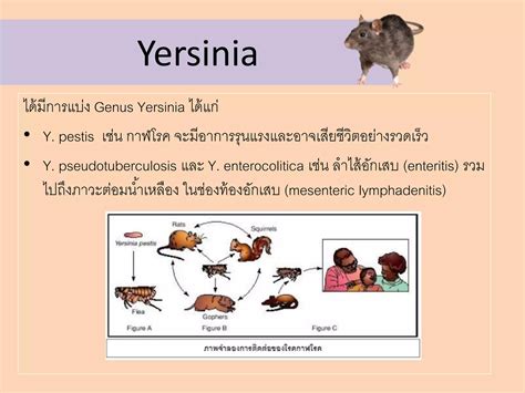 Bacteria Gram Negative Bacilli Oxidase Ppt
