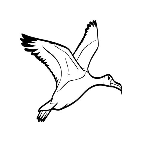 Premium Vector Albatross Coloring Pages Albatross Outline Vector For Coloring Book
