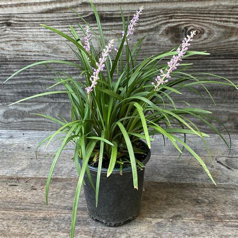Liriope Gigantea Giant Lily Turf