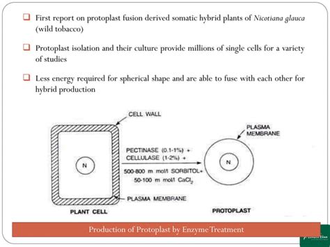 Plant Protoplast Isolation Purification And Culturing Pdf