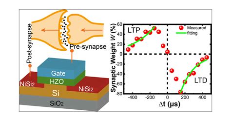 Artificial Synapses Based On Ferroelectric Schottky Barrier Field Effect Transistors For