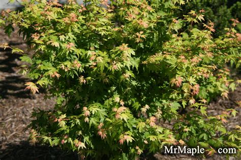 The Place To Buy Tiny Tim Dwarf Japanese Maples