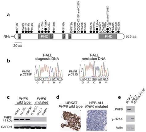 Phf6 Mutations And Expression In T All Lymphoblasts A Open I