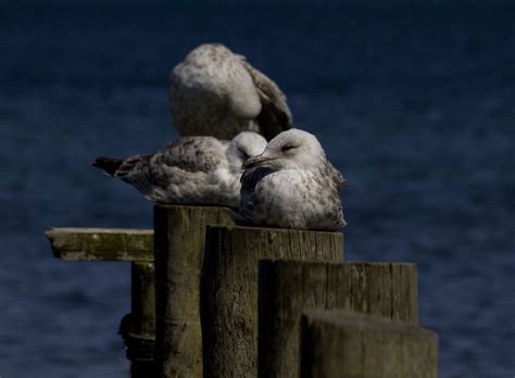 Möwen Foto And Bild Tiere Wildlife Wild Lebende Vögel Bilder Auf Fotocommunity