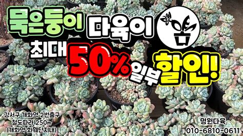 묵은둥이 고급 다육이 최대 50 일부품목 할인 다육 다육식물 다육이 Succulent 010 6810 0611 Youtube
