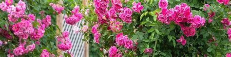 Roses Care Guides Growing Advice