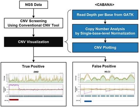 Copy Number Analysis By Base Level Normalization An Intuitive