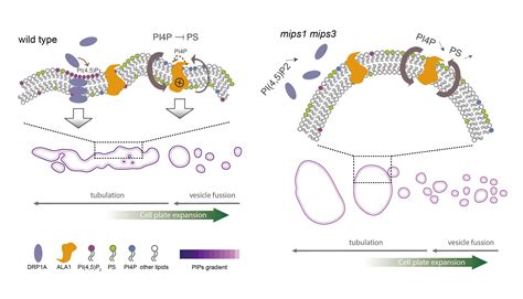2025年度国家科技进步奖提名公示中国科学院遗传与发育生物学研究所