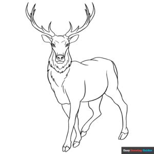Elk Coloring Page Easy Drawing Guides