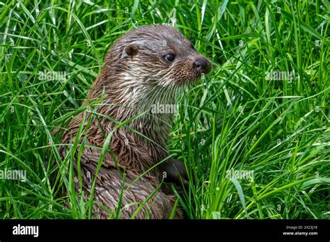 Cute Eurasian Otter European River Otter Lutra Lutra Resting In