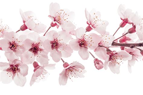 Flor De Cerezo Png Para Descargar Gratis