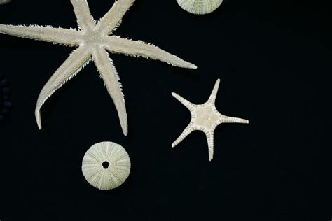 Echinoderms Nus Lkcnhm