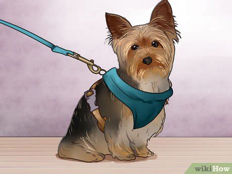 How To Train A Yorkie With Pictures Wikihow