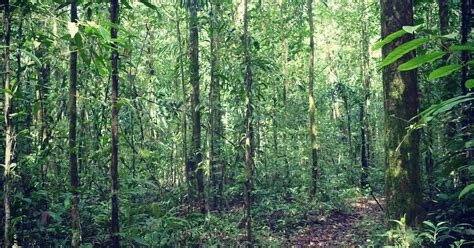 Day 37 Birding In Primary Forest Audubon