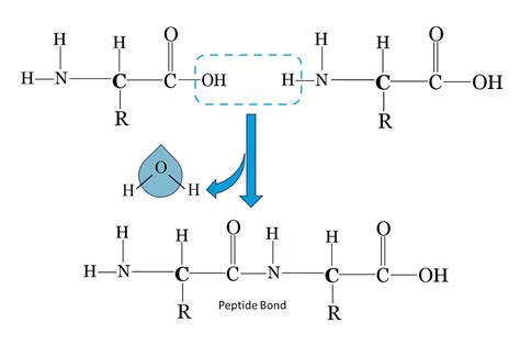 Polypeptide Diagram