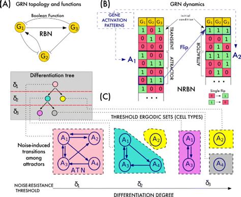 Simplified Representation Of The Grn Model In Cabernet A Example Rbn