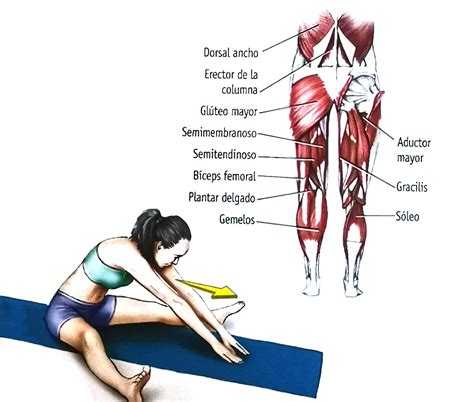 La Mejor Rutina De Estiramientos Para Ejercitar El Cuerpo Gamezh