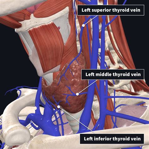Anatomy Of The Thyroid Complete Anatomy