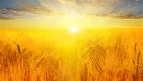 밀 필드입니다 황금 밀의 귀 닫습니다 아름 다운 자연 일몰 풍경입니다 빛나는 햇빛 아래 농촌 풍경입니다 밀의 귀를 숙성의 배경입니다 풍부한 수확 개념 레이블 아트 디자인