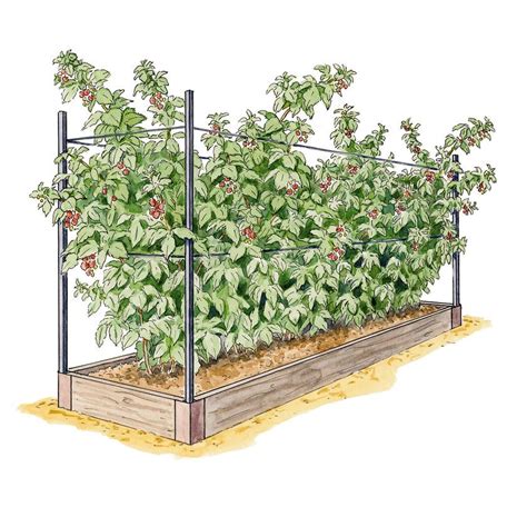 Growing Raspberries Raspberry Raised Bed System Гидропонное садоводство