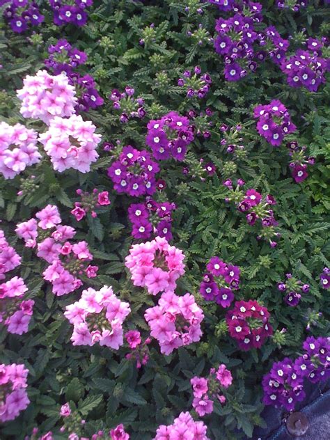 Вербена на клумбе с другими цветами 65 фото НА ДАЧЕ ФОТО