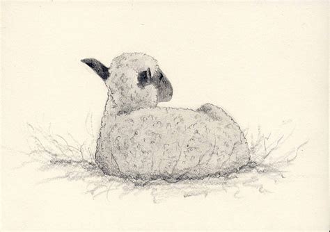 Original Drawing Resting Lamb